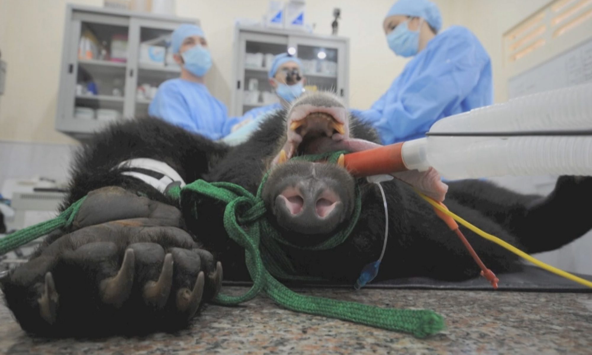 About Us – Wildlife Surgery International